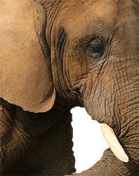 The Elephant Metaphor: Who’s Right? | Blog | Institute for Life Coach ...